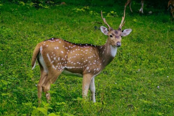 Dalma Wildlife Sanctuary Booking, Ticket Price, Hotels, Timings