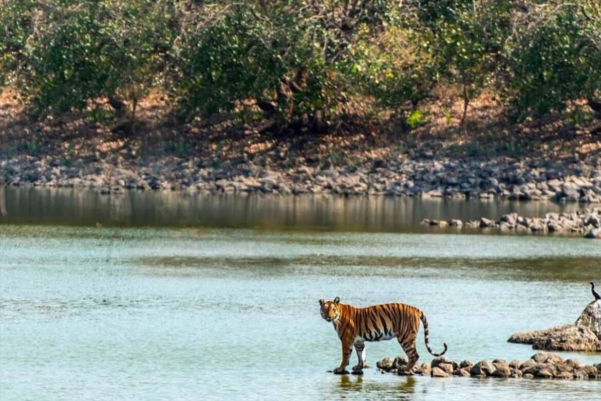 Tipeshwar Wildlife Sanctuary Booking, How to Reach, Resorts